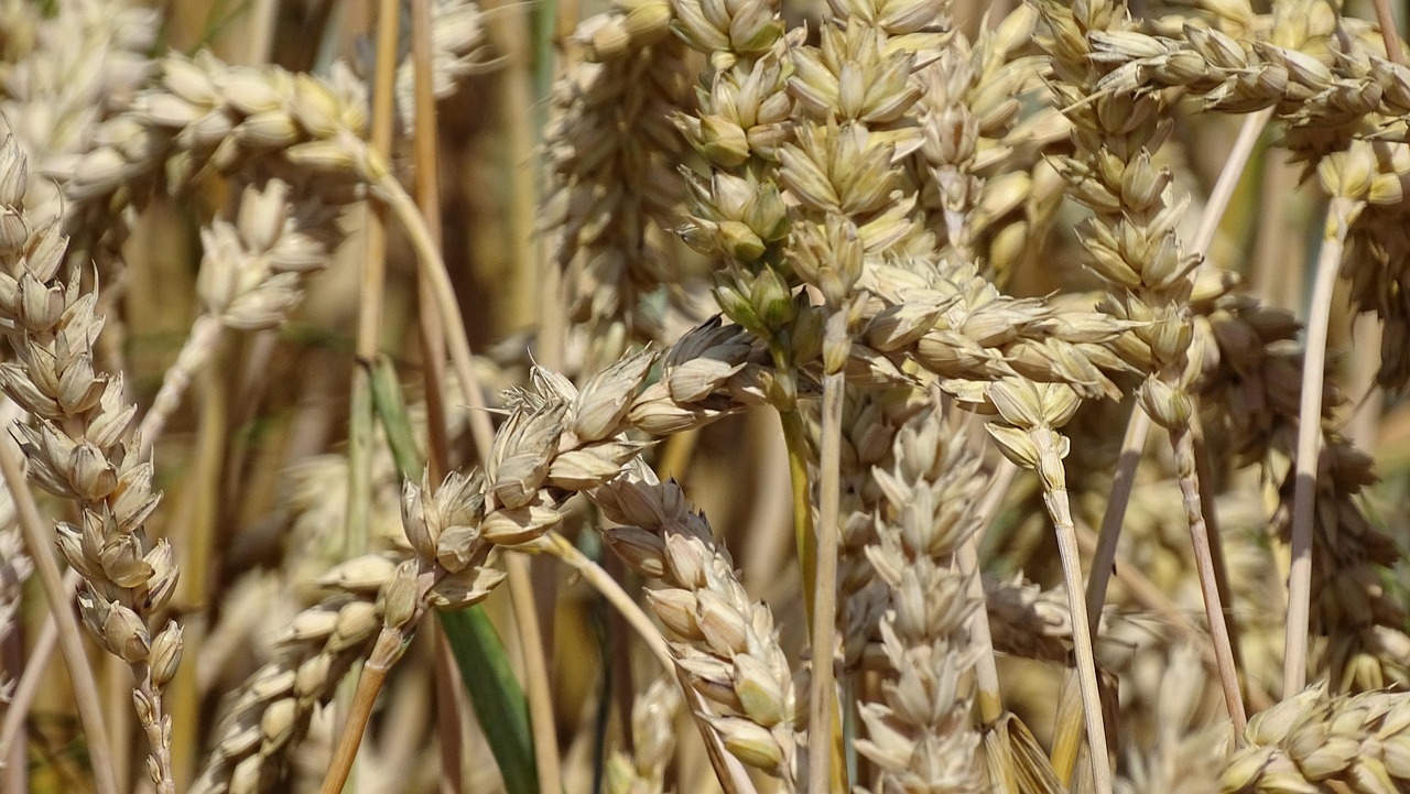 Durum Wheat Fertilization: Recommended Products and Strategies | FCP Cerea